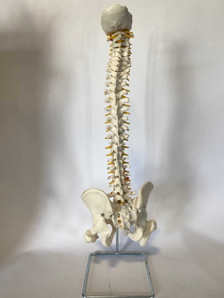 Hanging Spine And Pelvis On Stand