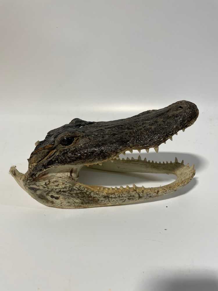 Alligator Head
